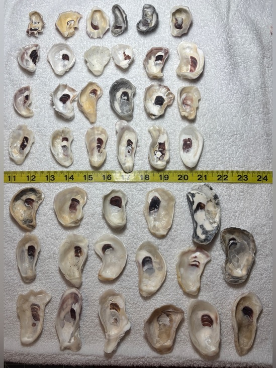 Other | 4 Natural Oyster Shells From Sanibel Island Bonita Spring ...